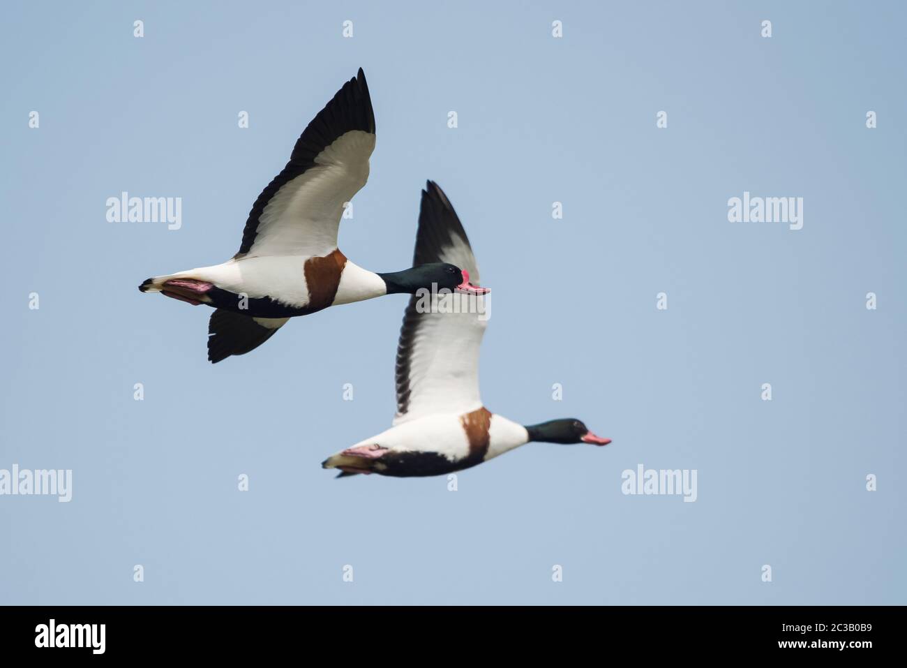 Common Shelducks in flight in the sky. Their Latin name are Tadorna ...