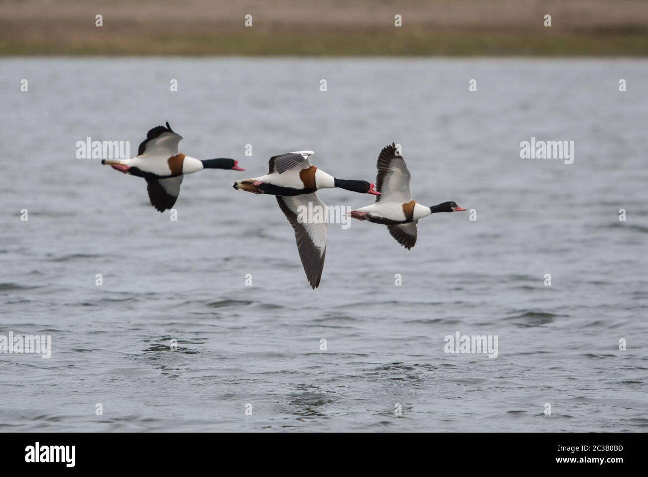 Common Shelducks in flight in the sky. Their Latin name are Tadorna ...