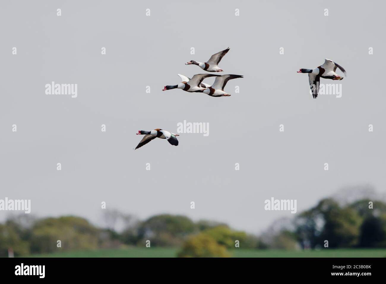 Common male and female shelducks in flight hi-res stock photography and ...