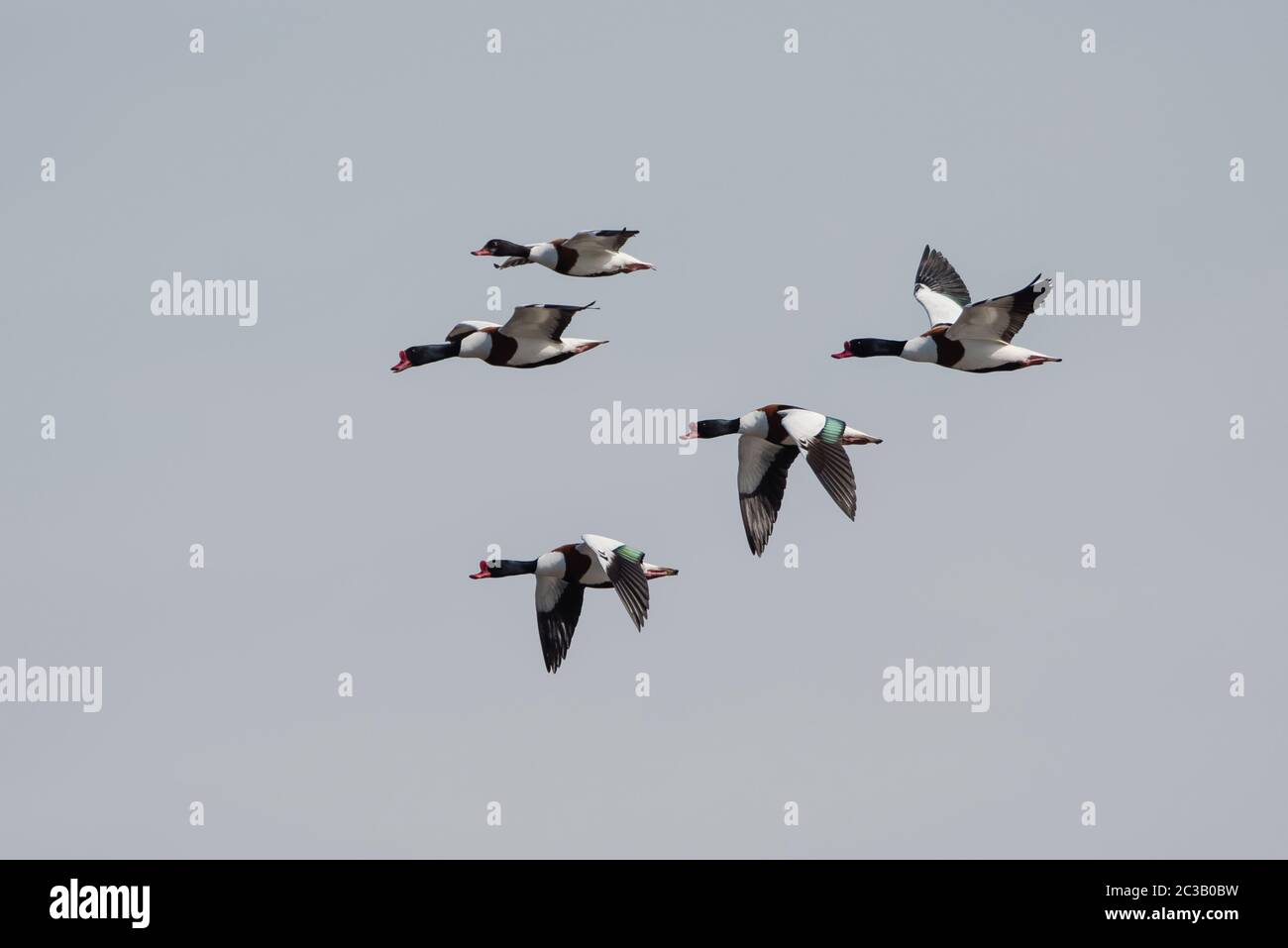 Common shelducks in flight nature hi-res stock photography and images ...