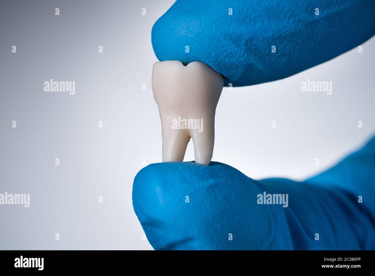 Hand holding molar hi-res stock photography and images - Alamy
