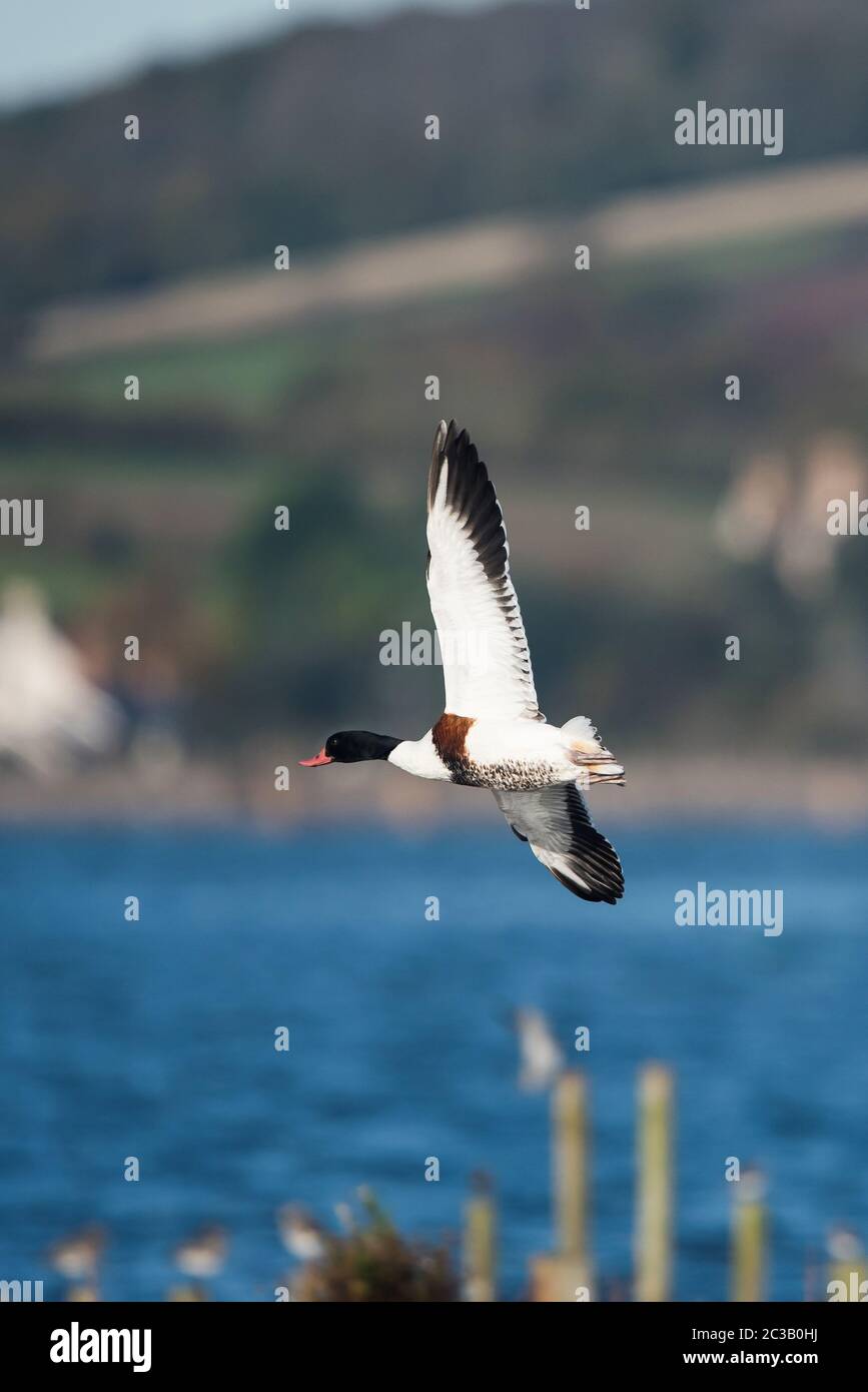 Male female common shelduck hi-res stock photography and images - Alamy
