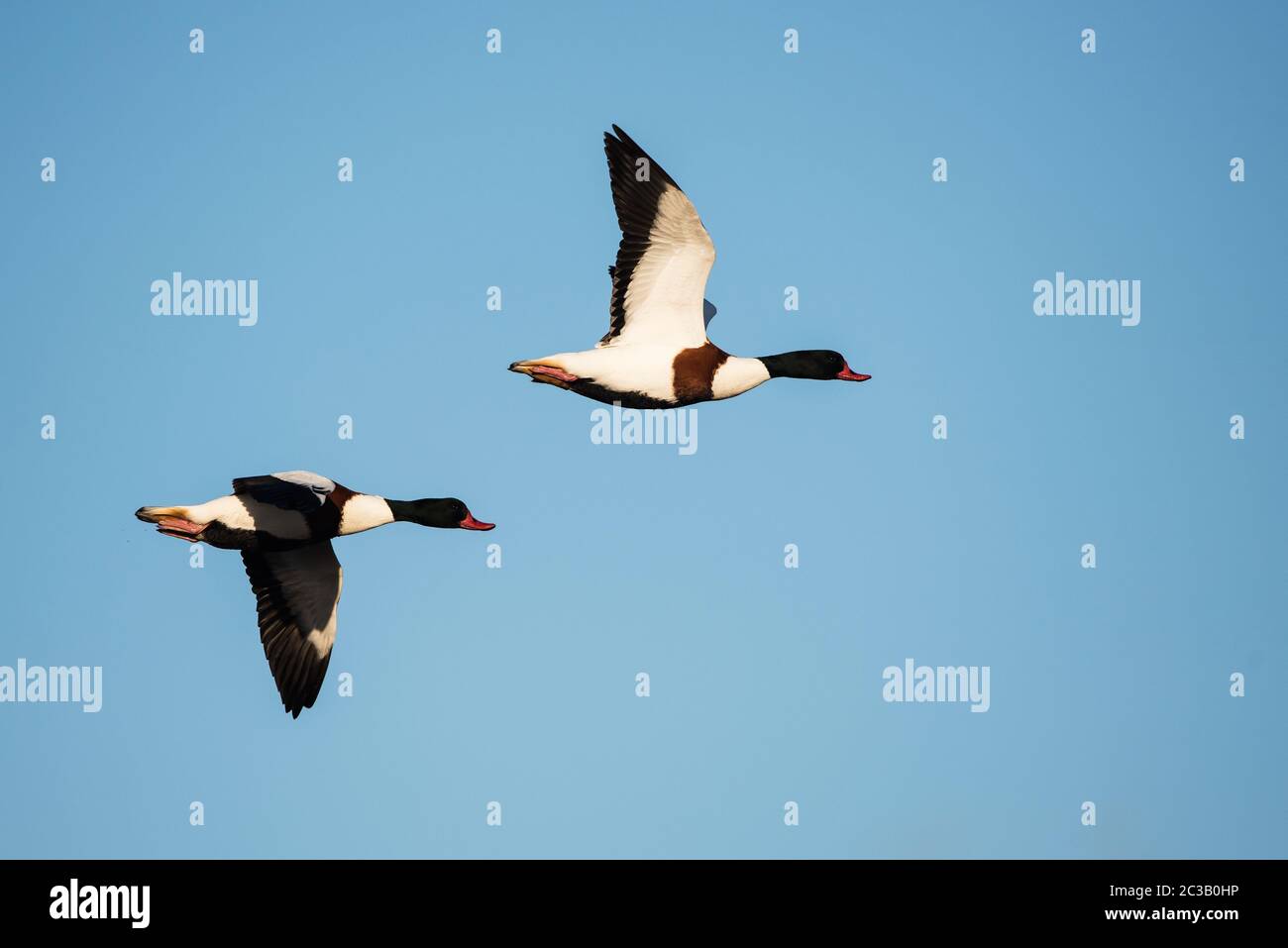 Common Shelducks in flight in the sky. Their Latin name are Tadorna ...