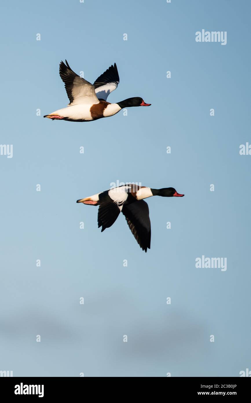 Common Shelducks in flight in the sky. Their Latin name are Tadorna ...
