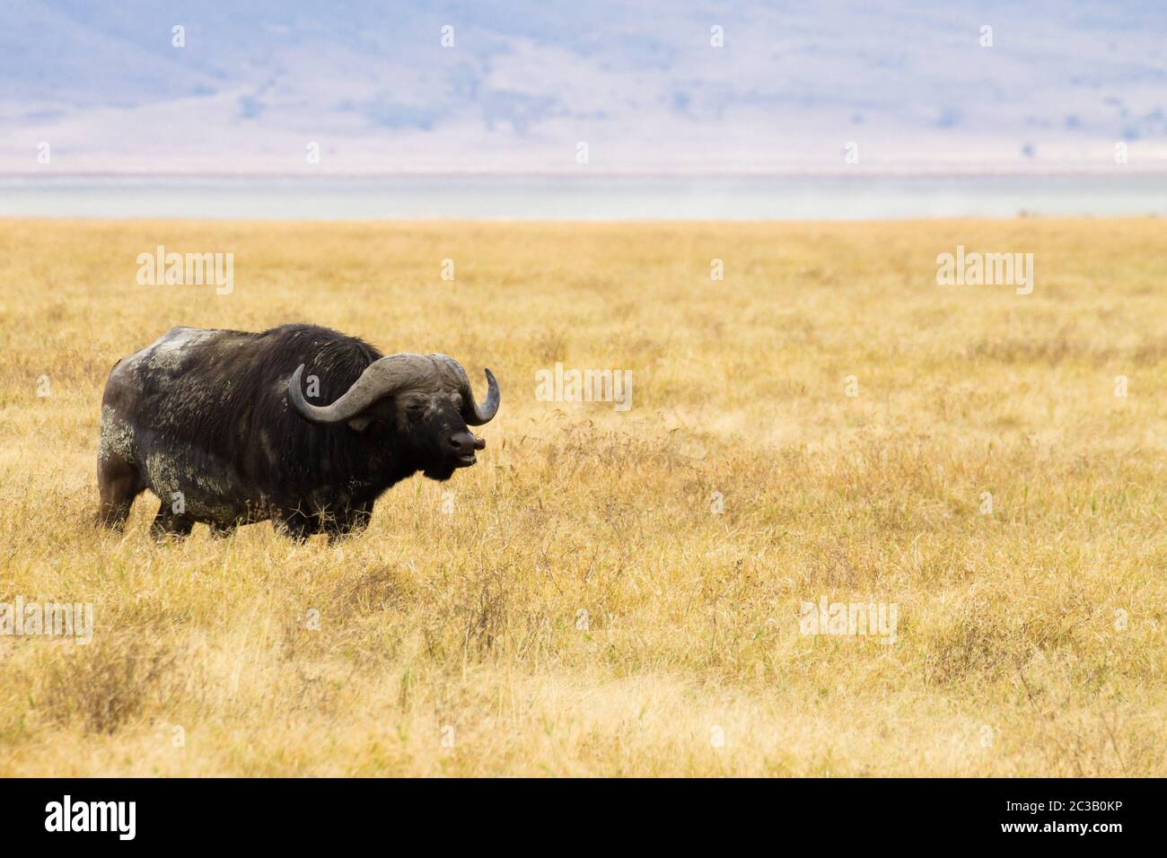 African buffalo close up. Ngorongoro Conservation Area crater, Tanzania ...