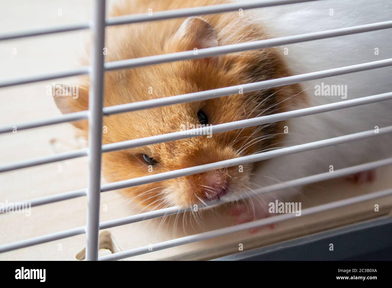 Hamster in jail hi-res stock photography and images - Alamy
