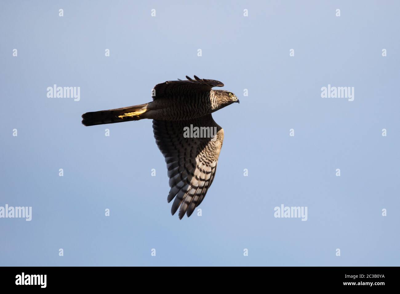 Eurasian sparrowhawk flying hi-res stock photography and images - Alamy