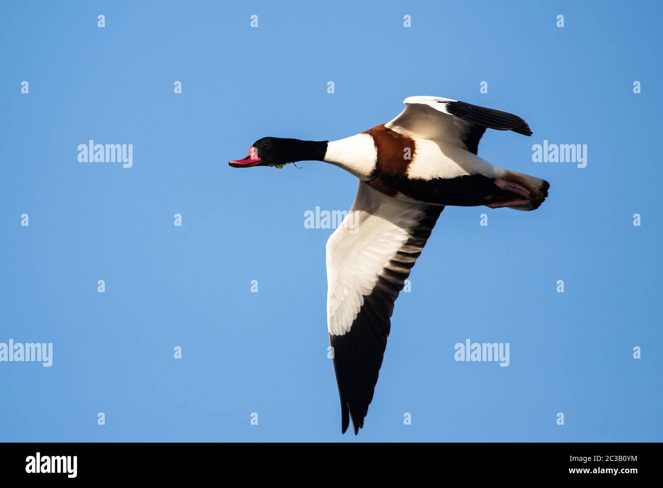 Male female common shelduck hi-res stock photography and images - Alamy