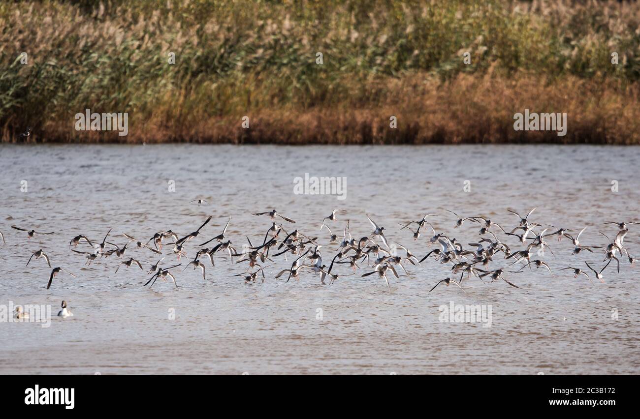 Spotted Redshank in flight. Their Latin name are Tringa erythropus ...