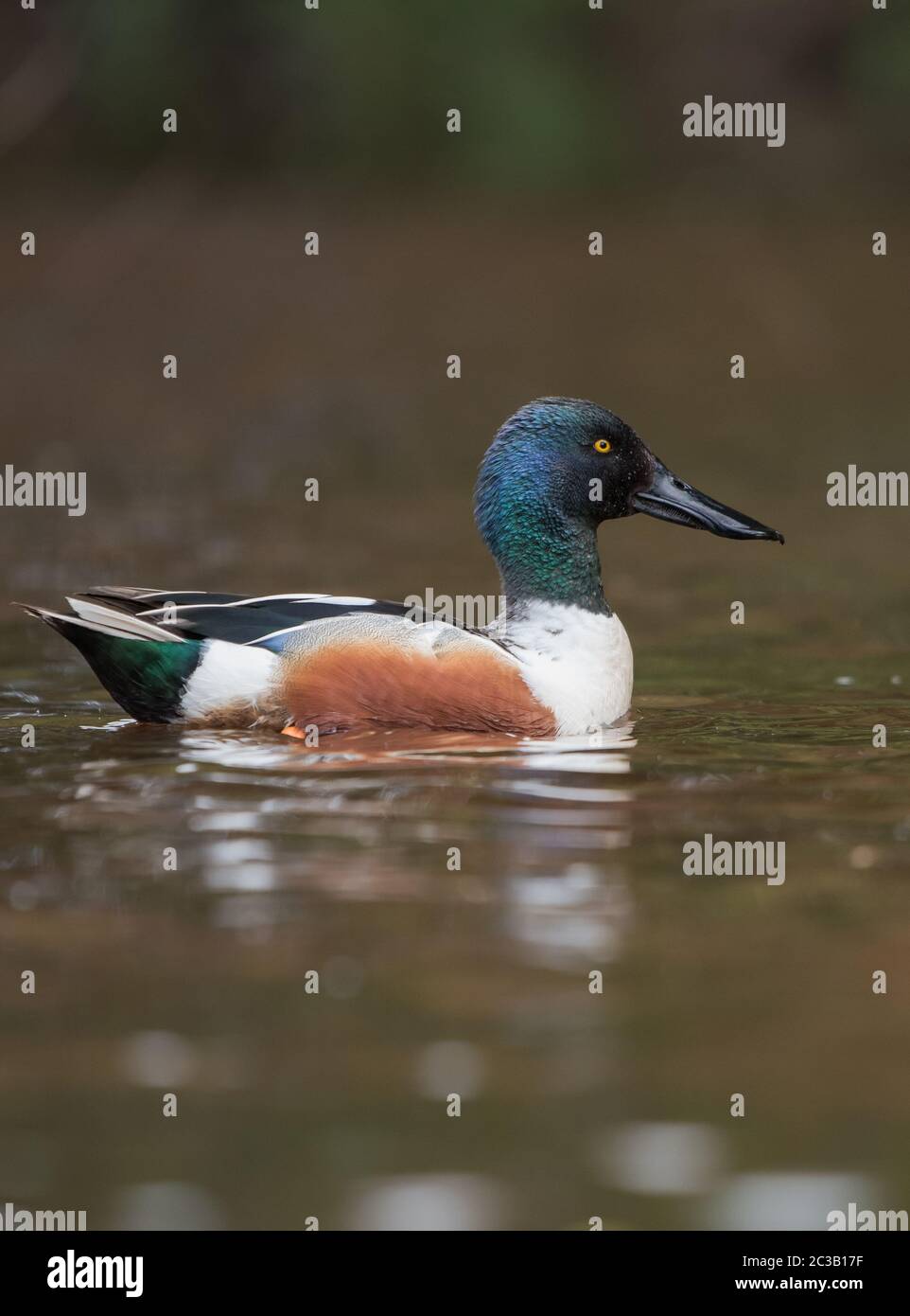 British water birds hi-res stock photography and images - Alamy