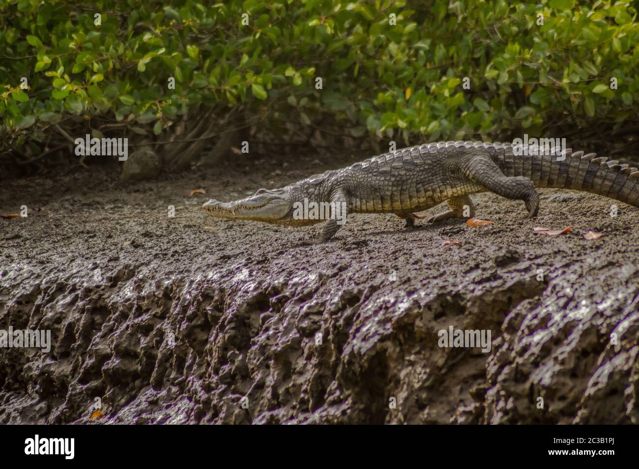 Crocodile walking hi-res stock photography and images - Alamy