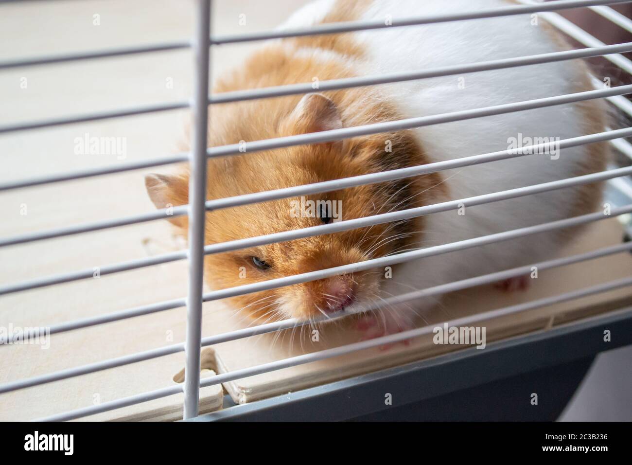 Syria hamster hi-res stock photography and images - Alamy