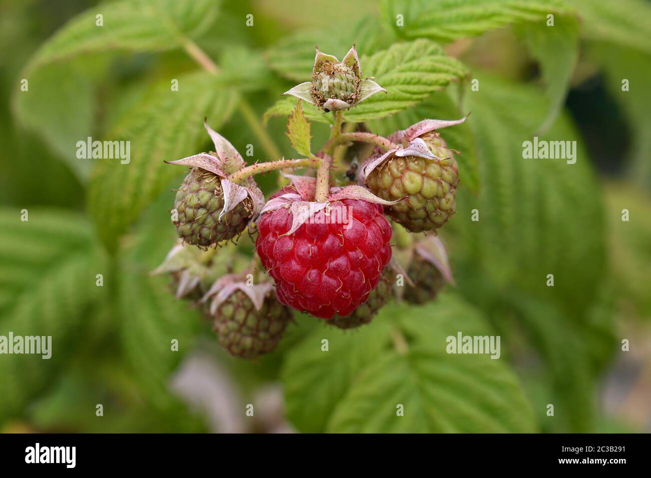 Raspberry berries ripen on a branch of a bush Stock Photo - Alamy