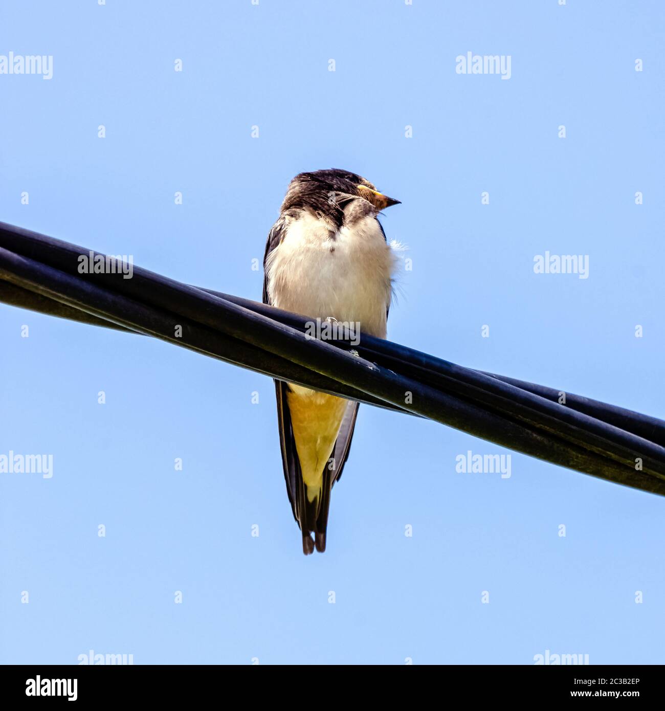 Red-rumped swallow (Cecropis daurica) is a small passerine bird in the ...