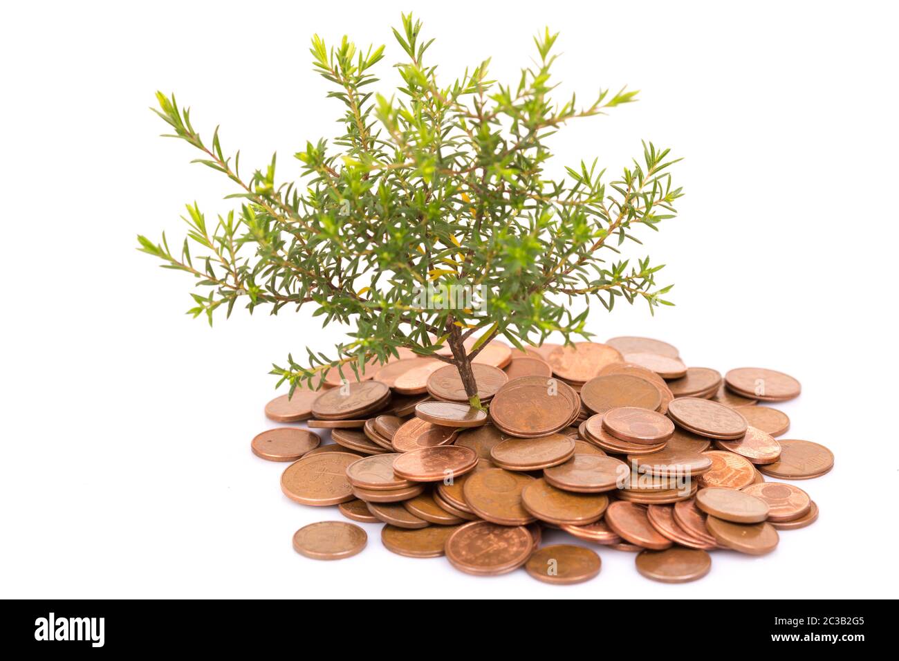 Coins and tree isolated on white background Stock Photo - Alamy