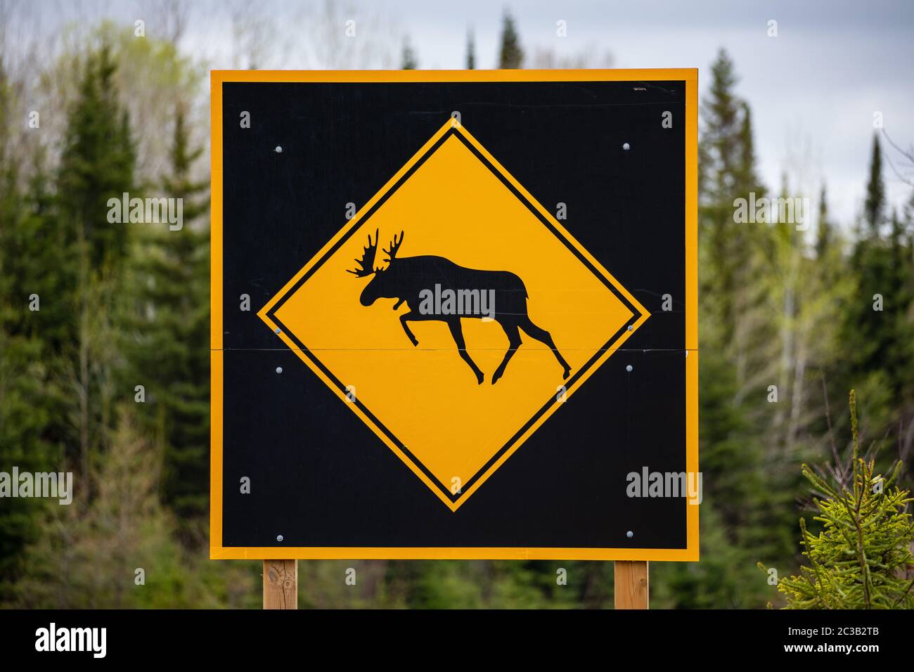 Warning of Moose Road Sign Stock Photo - Alamy