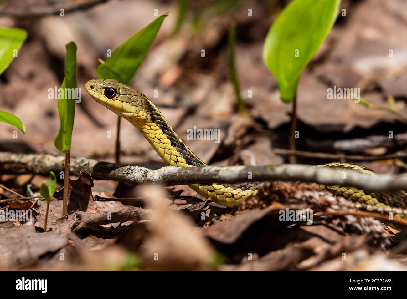 Green snake in forest hi-res stock photography and images - Alamy