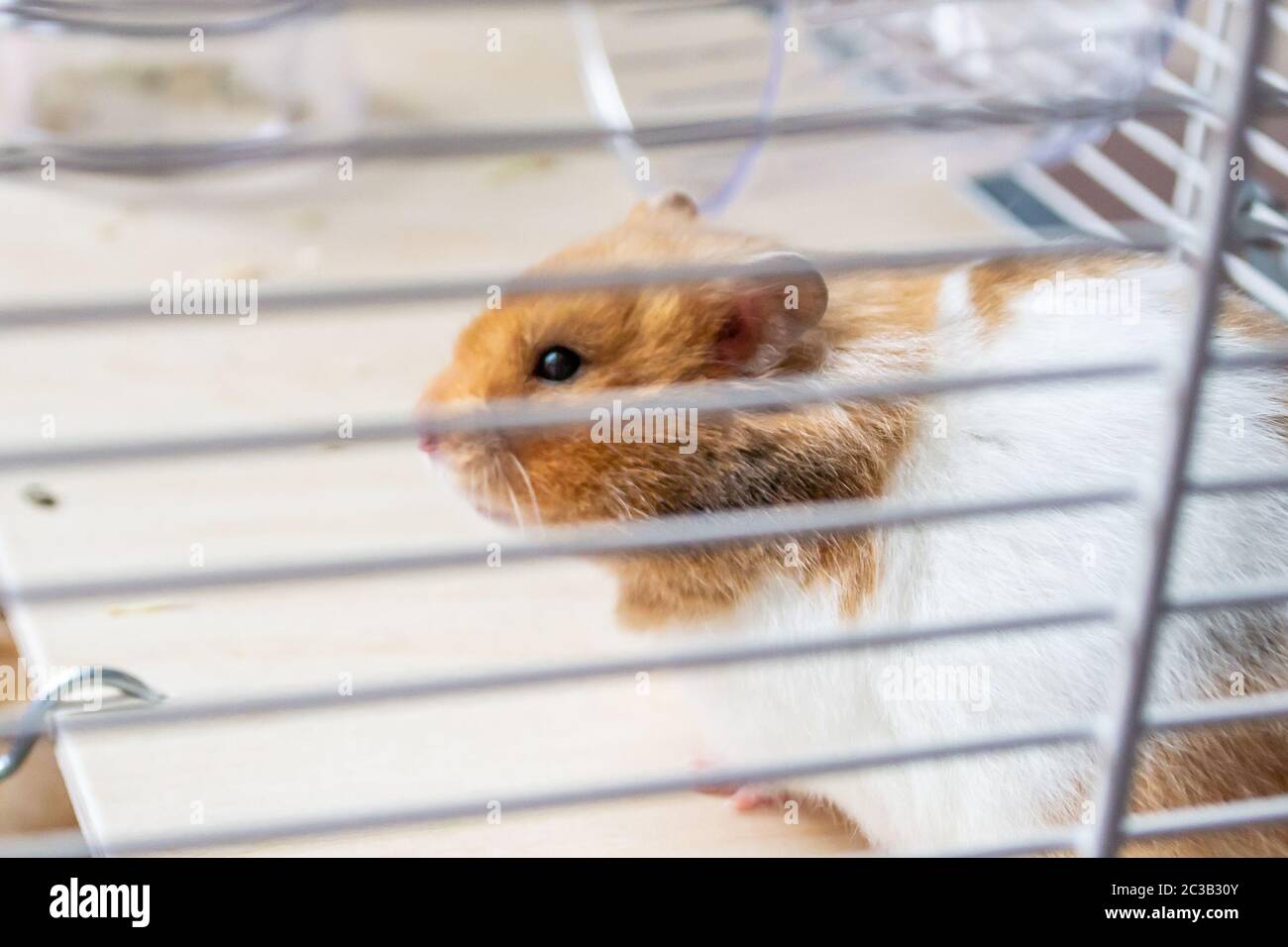 Syria hamster hi-res stock photography and images - Alamy