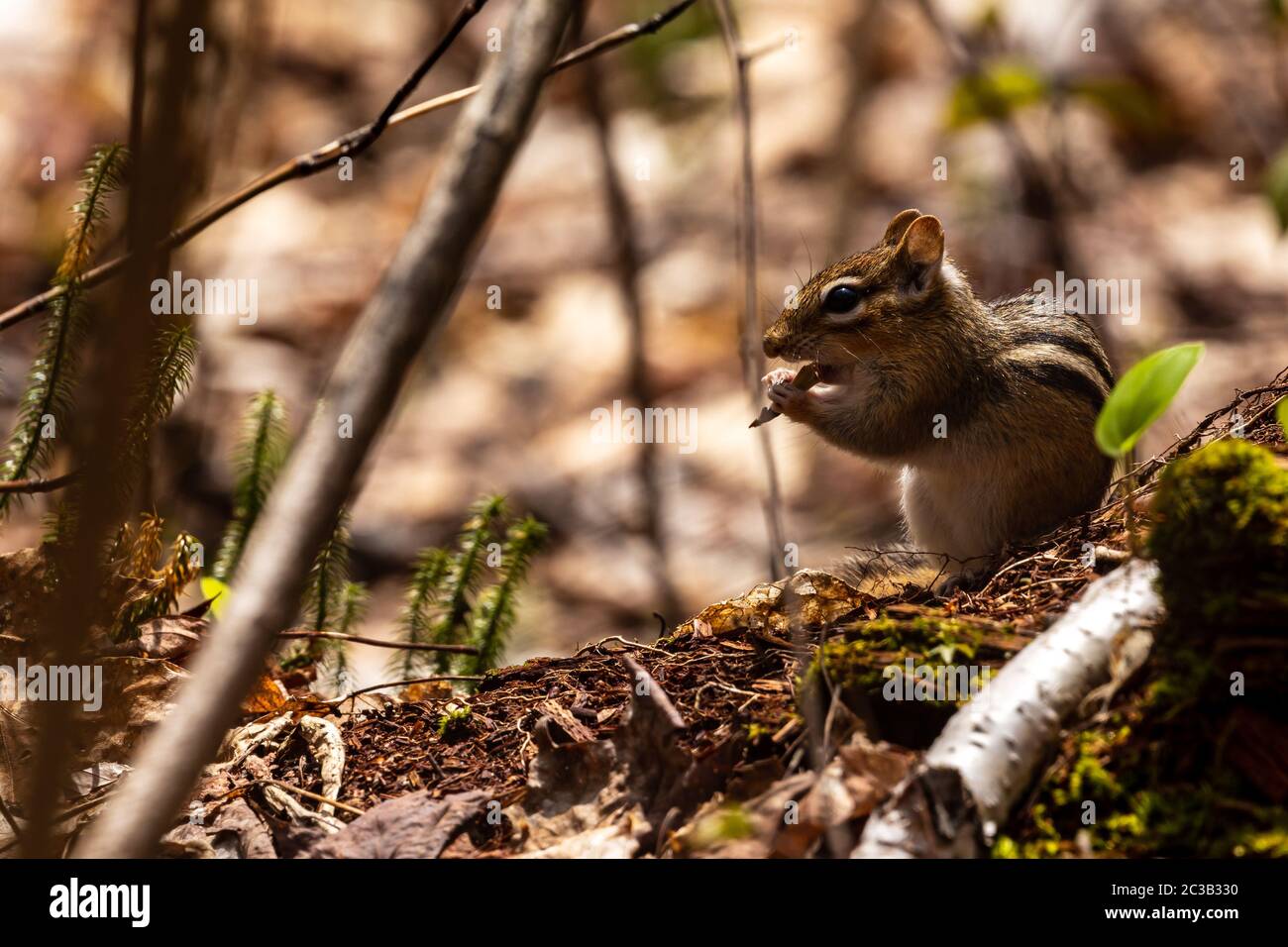 Chipmunk in forest hi-res stock photography and images - Alamy