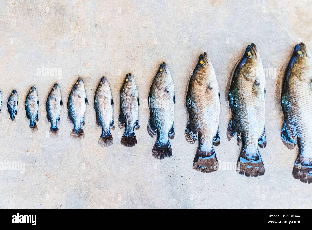 In a row, fish of different sizes. Stages of fish growth Stock Photo ...