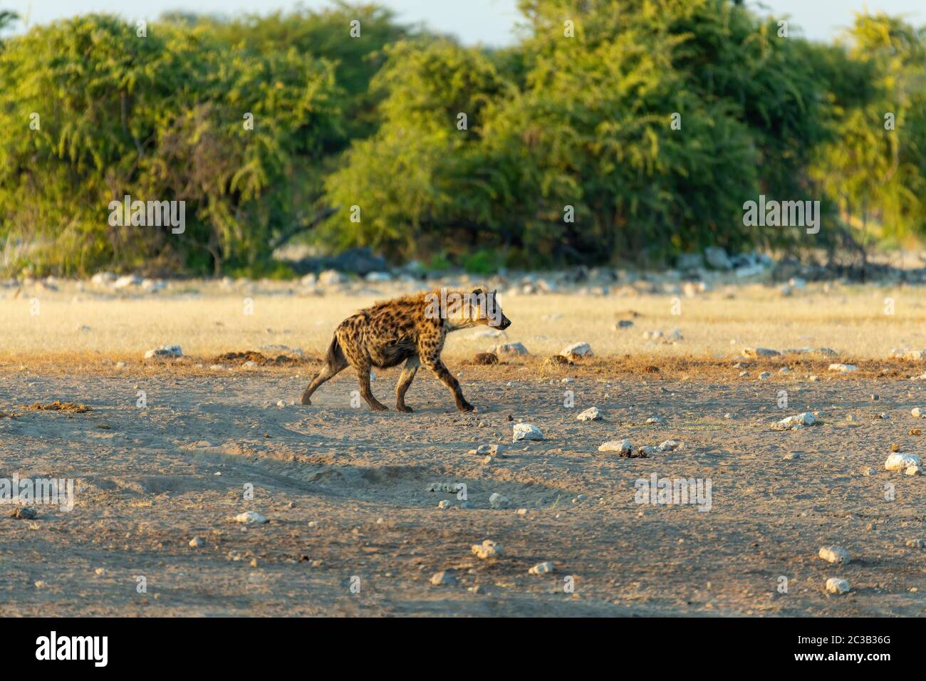 Spotted hyena go to waterhole, Etosha National Park, Namibia, Africa ...