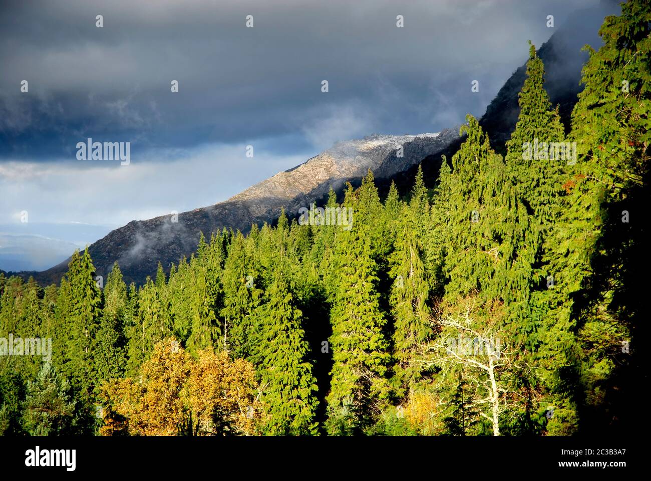 mountain forest at the portuguese national park Stock Photo - Alamy