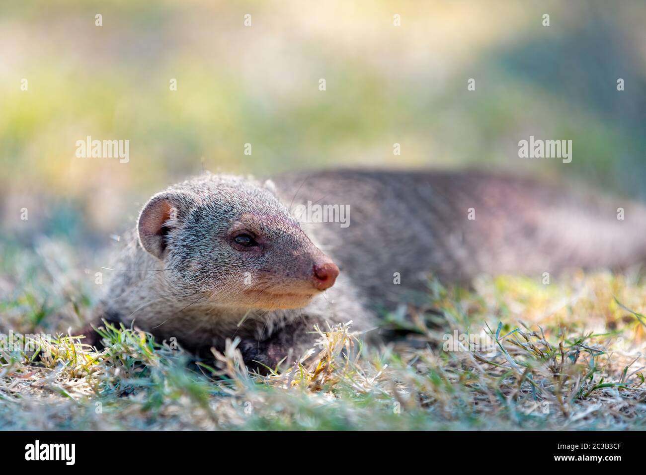 Banded mongoose, Mungos mungo, lying in grass, Etosha, Namibia, Africa ...