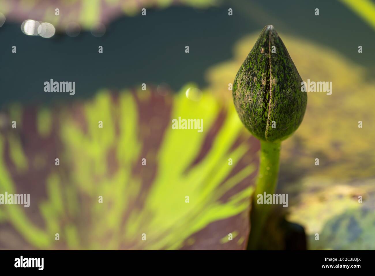 Leaf of lotus flower. close up Stock Photo - Alamy