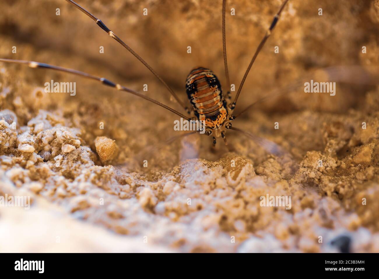 Spider hiding in whole Stock Photo - Alamy