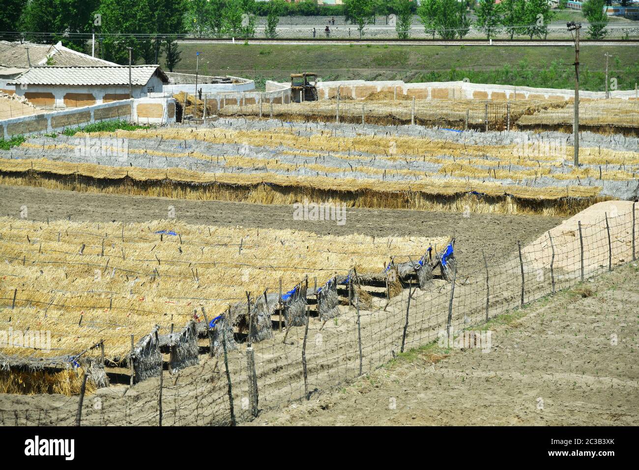 Ginseng fields hi-res stock photography and images - Alamy