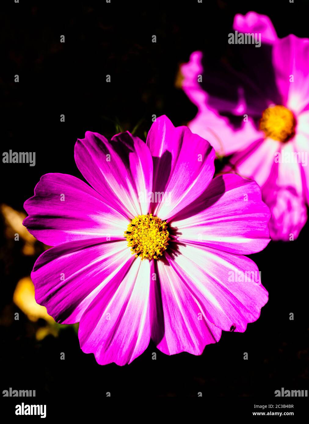Cosmos bipinnatus, commonly called the garden cosmos or Mexican aster ...