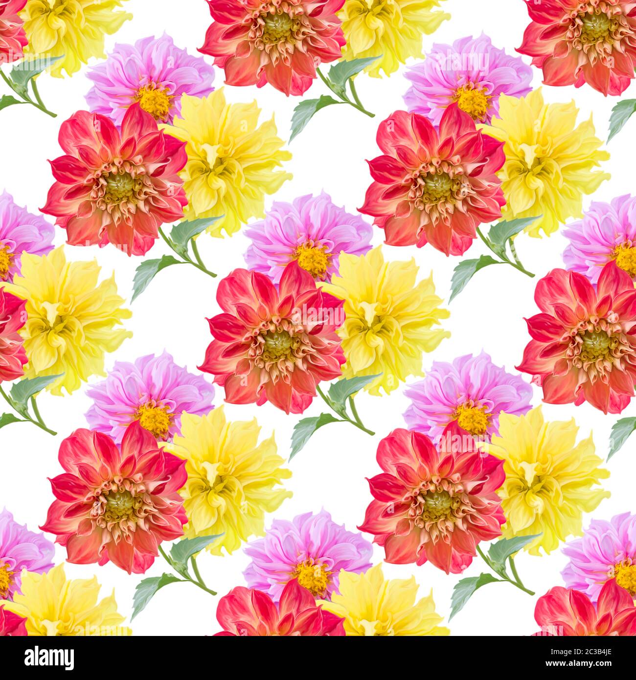 seamless pattern of dahlia flowers on white background Stock Photo - Alamy