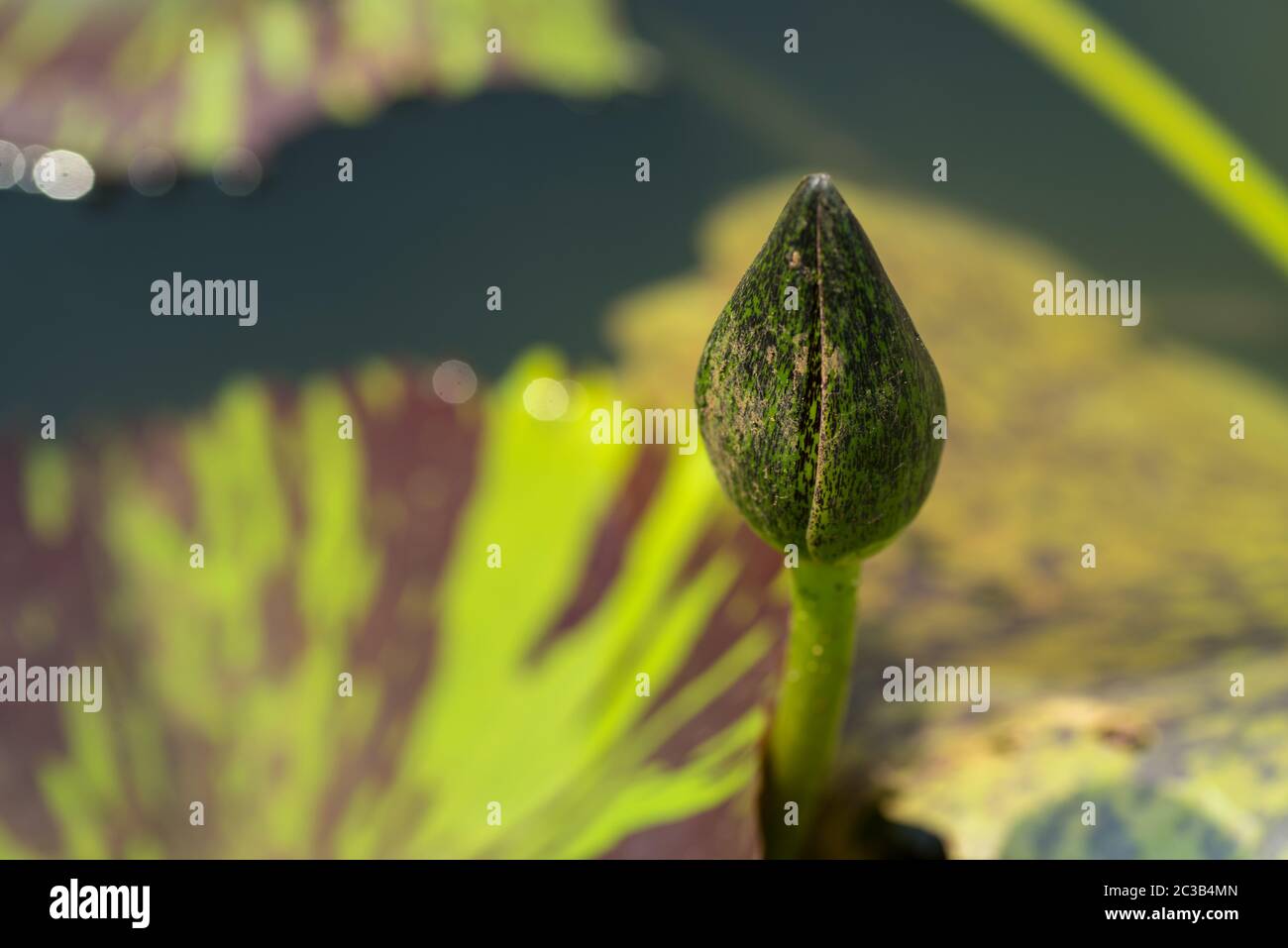 Leaf of lotus flower. close up Stock Photo - Alamy