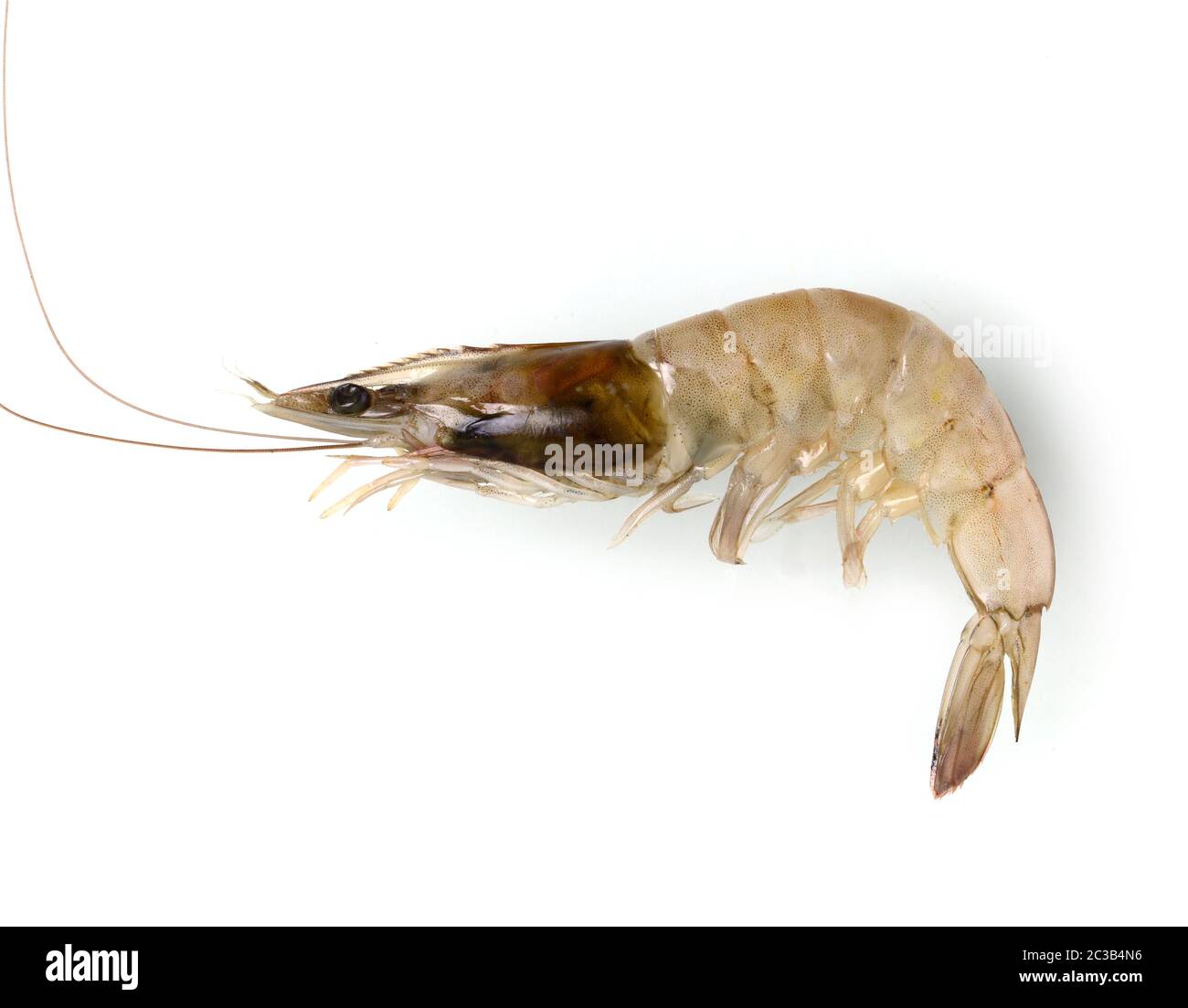 Fresh Prawn or Shrimp Isolated on white background Stock Photo - Alamy