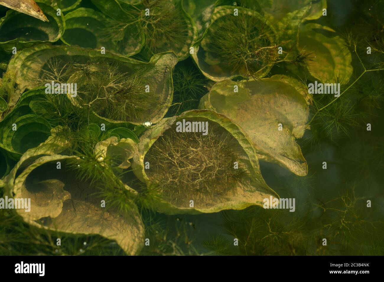 Leaf of lotus flower. close up Stock Photo - Alamy
