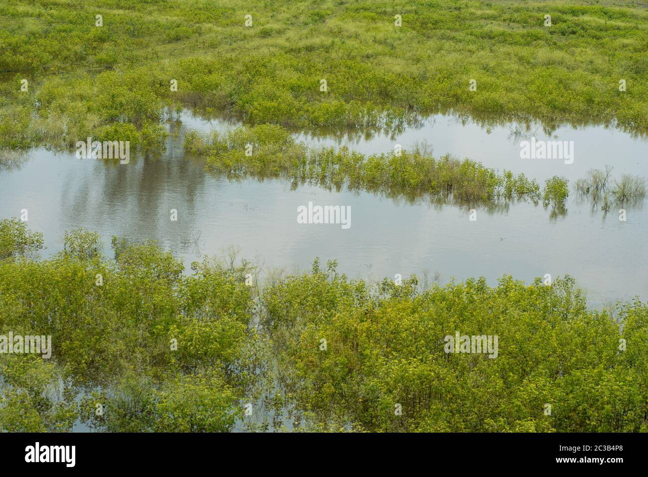 nature purity grass on the river bank Stock Photo - Alamy