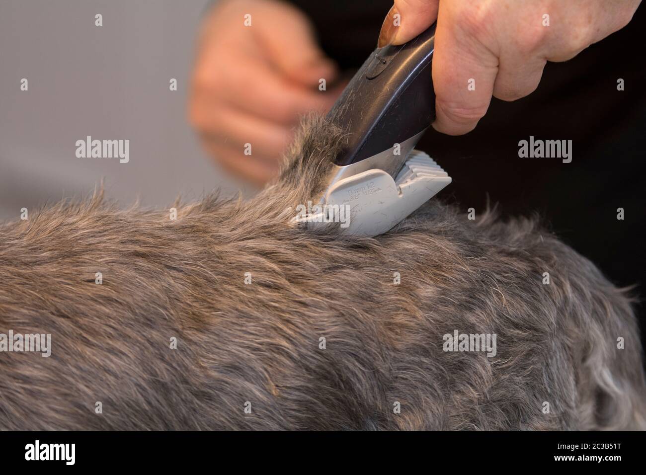 animal barber - equipment Stock Photo - Alamy