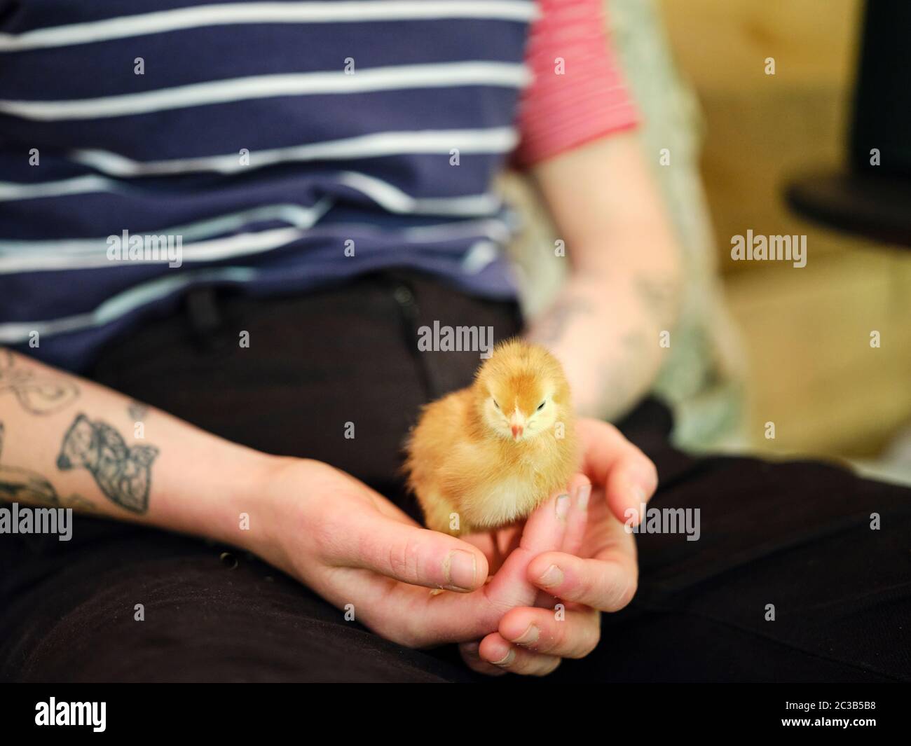 Hand holding baby chicken hi-res stock photography and images - Alamy