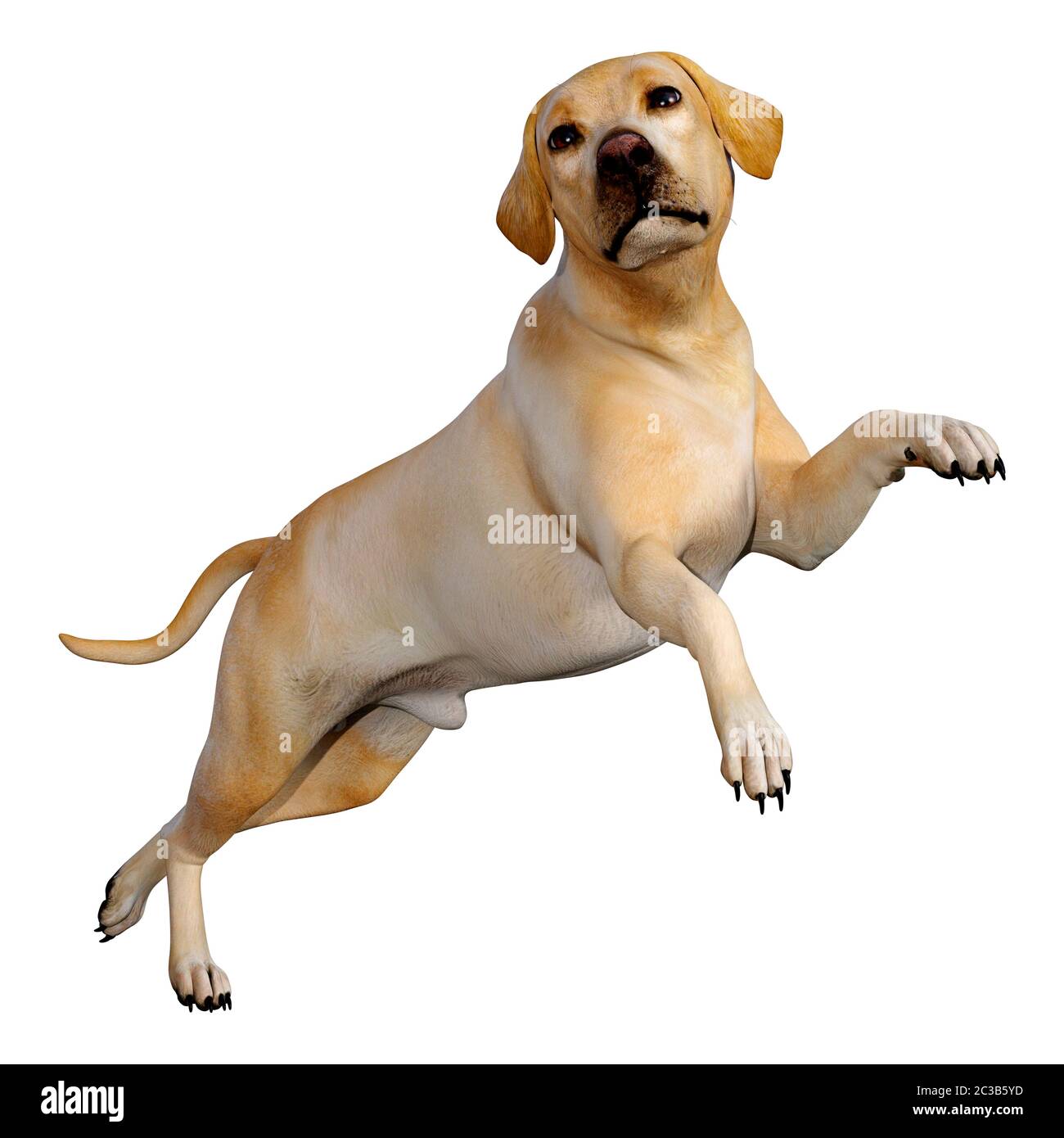 3D rendering of a yellow labrador dog isolated on white background ...