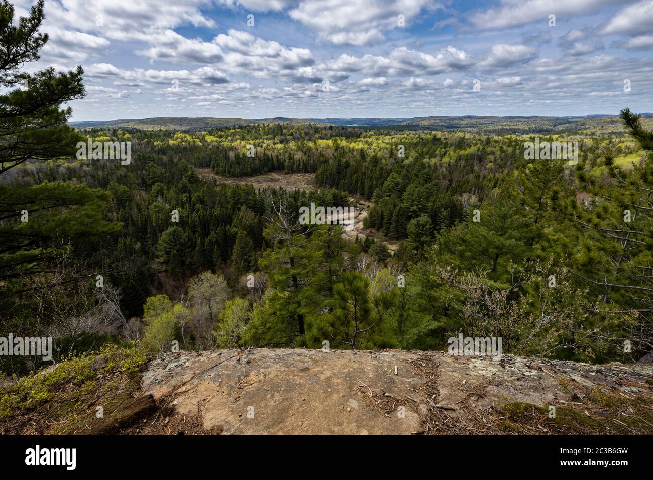 Algonquin forest hi-res stock photography and images - Alamy