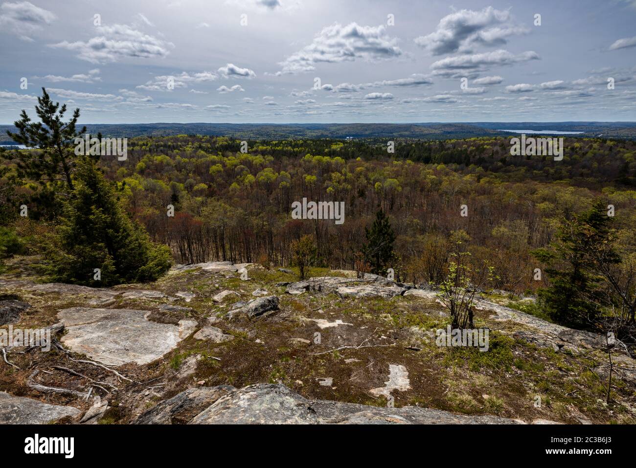Algonquin forest hi-res stock photography and images - Alamy