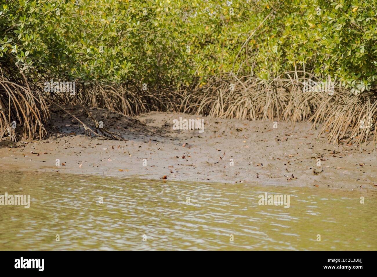 Gambia Mangroves. Green mangrove trees in forest. Gambia Stock Photo ...