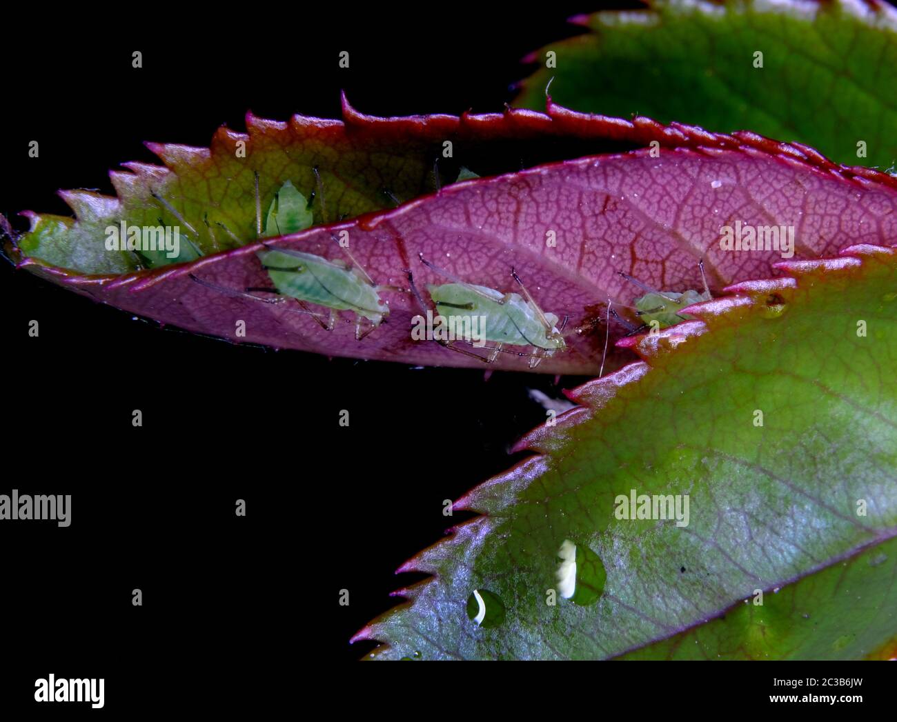 Aphid infestation on house garden rose plant Stock Photo - Alamy