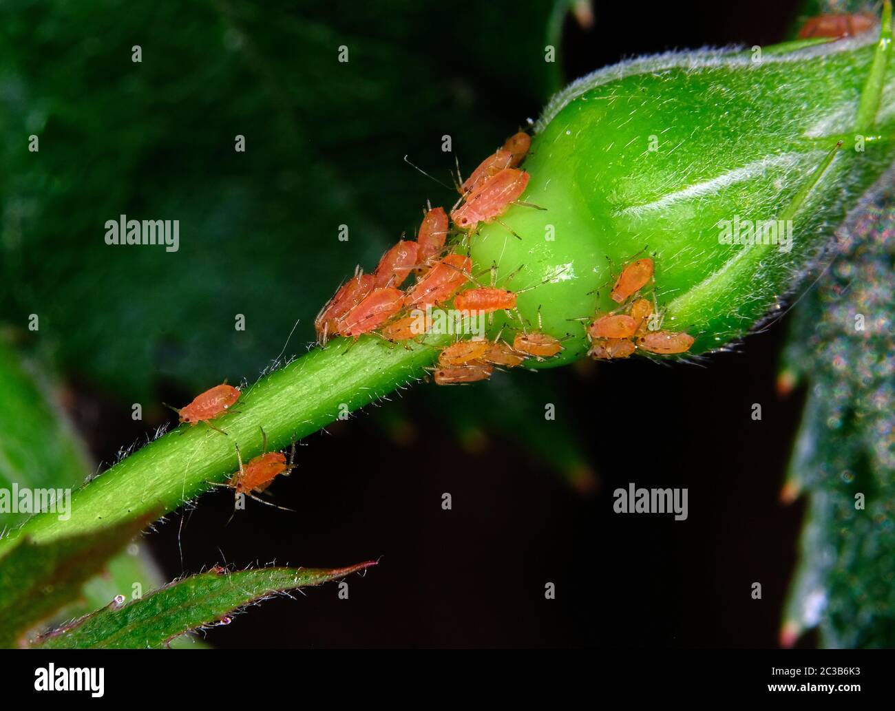 Infestation house hi-res stock photography and images - Alamy