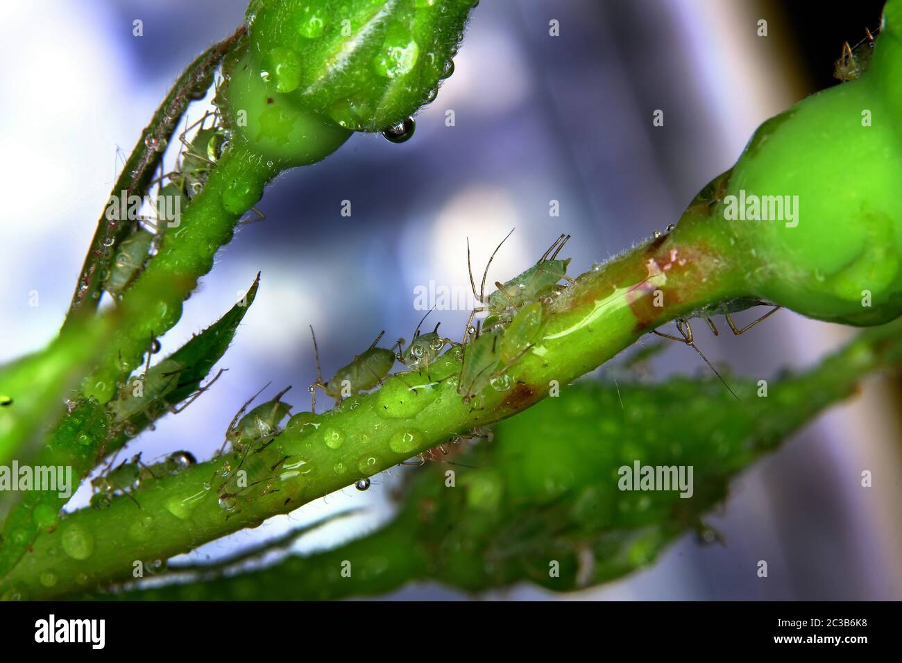 Aphid infestation on house garden rose plant Stock Photo - Alamy