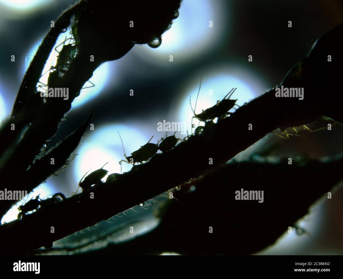 Infestation house hi-res stock photography and images - Alamy