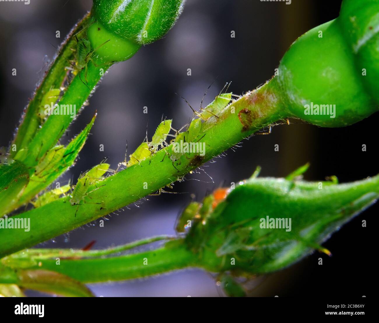 Aphid infestation on house garden rose plant Stock Photo - Alamy