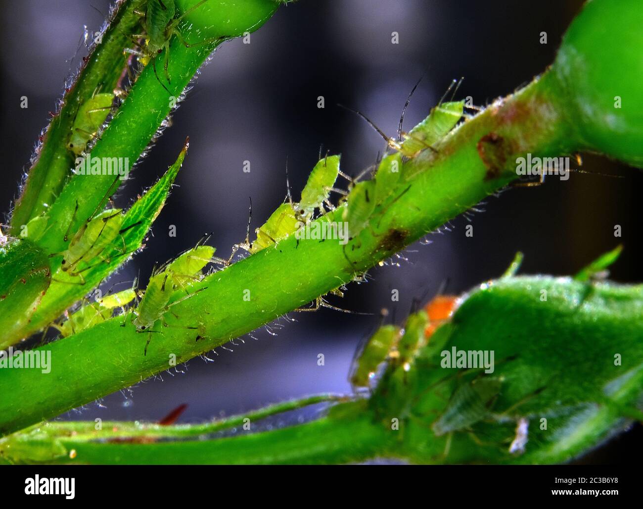 Aphid infestation on house garden rose plant Stock Photo - Alamy