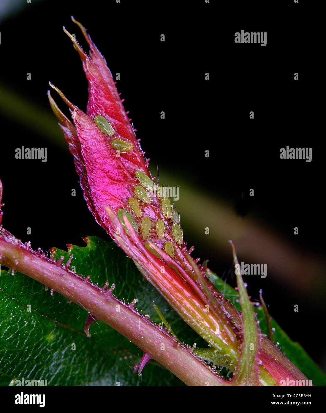Aphid infestation on house garden rose plant Stock Photo - Alamy