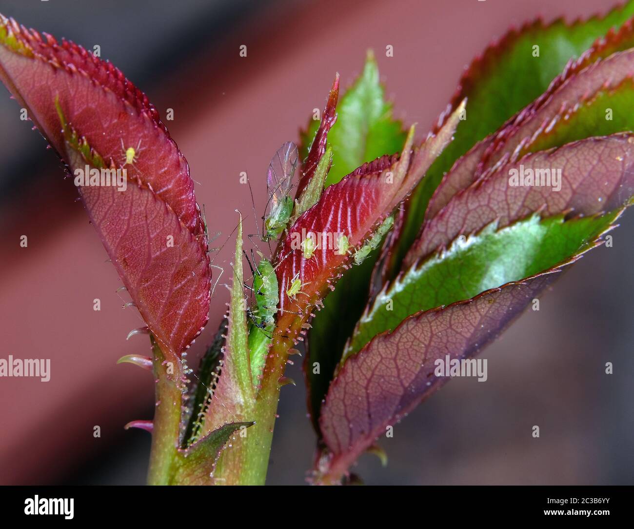 Infestation house hi-res stock photography and images - Alamy